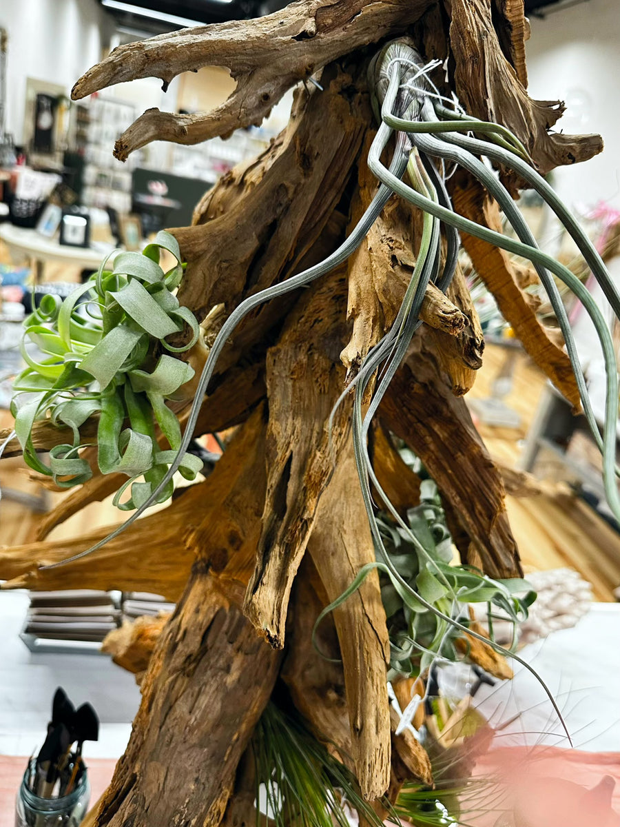 Plants and Planters – The Rustic Root Design Co.