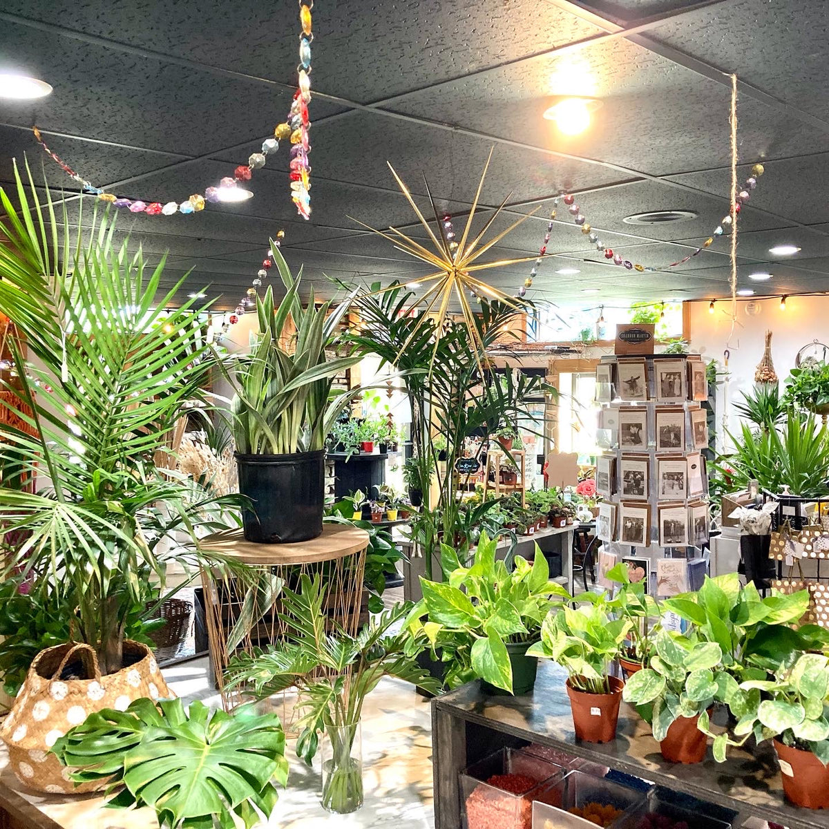 Your local shop for boutique plants, flowers and gifts! – The Rustic ...