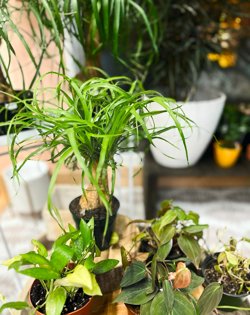 Your local shop for boutique plants, flowers and gifts! – The Rustic ...