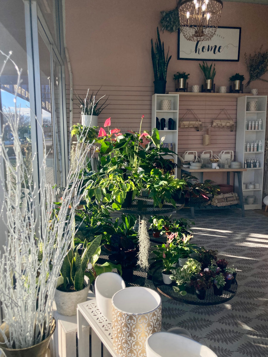 Your local shop for boutique plants, flowers and gifts! – The Rustic ...